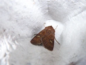 Square-spot Rustic | British Wildlife Wiki | Fandom