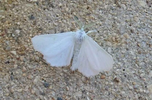 Elm Spanworm | British Wildlife Wiki | Fandom