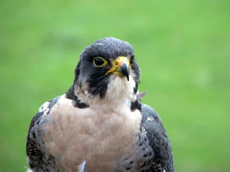 Malar Stripe | British Wildlife Wiki | Fandom