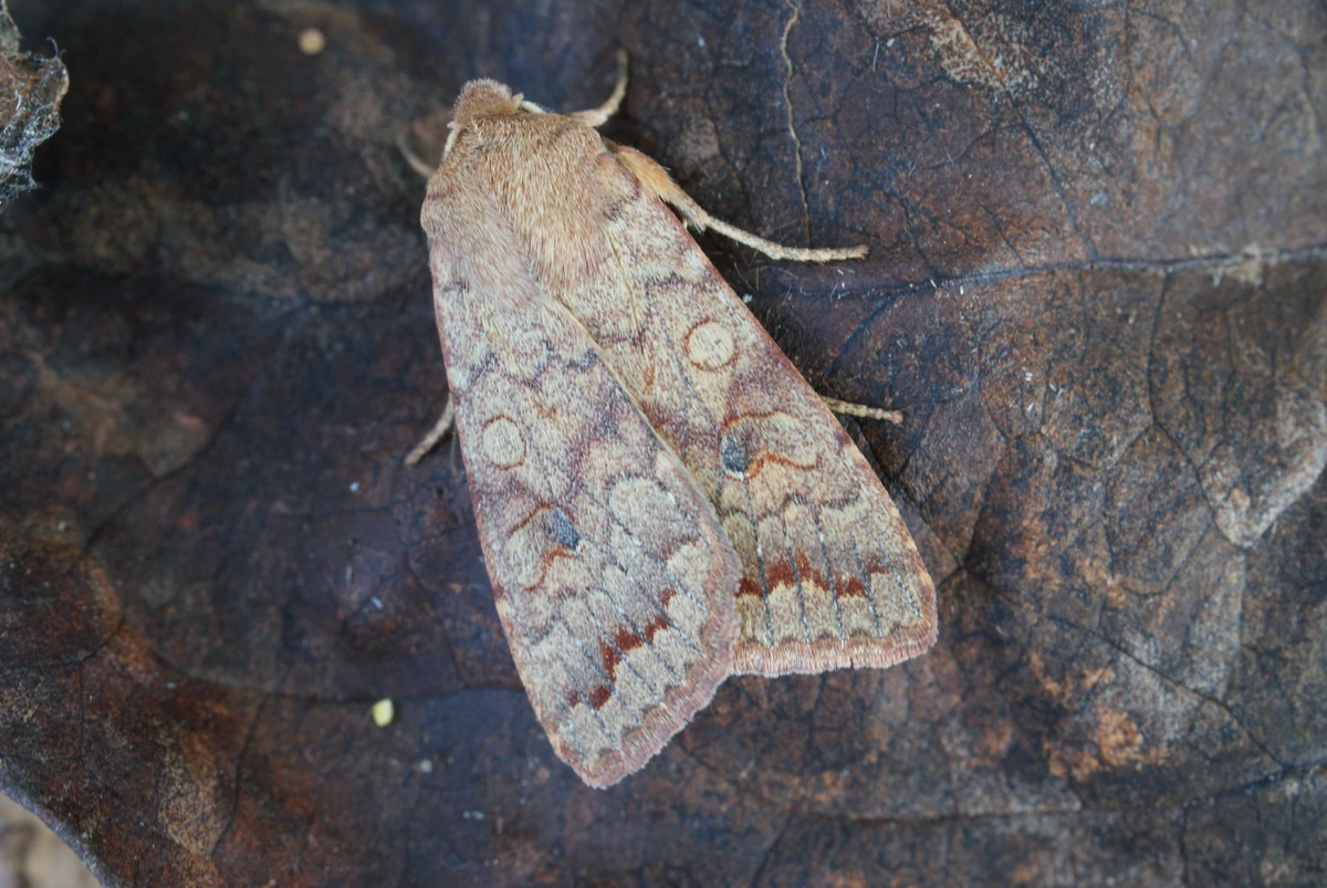 Brick | British Wildlife Wiki | Fandom