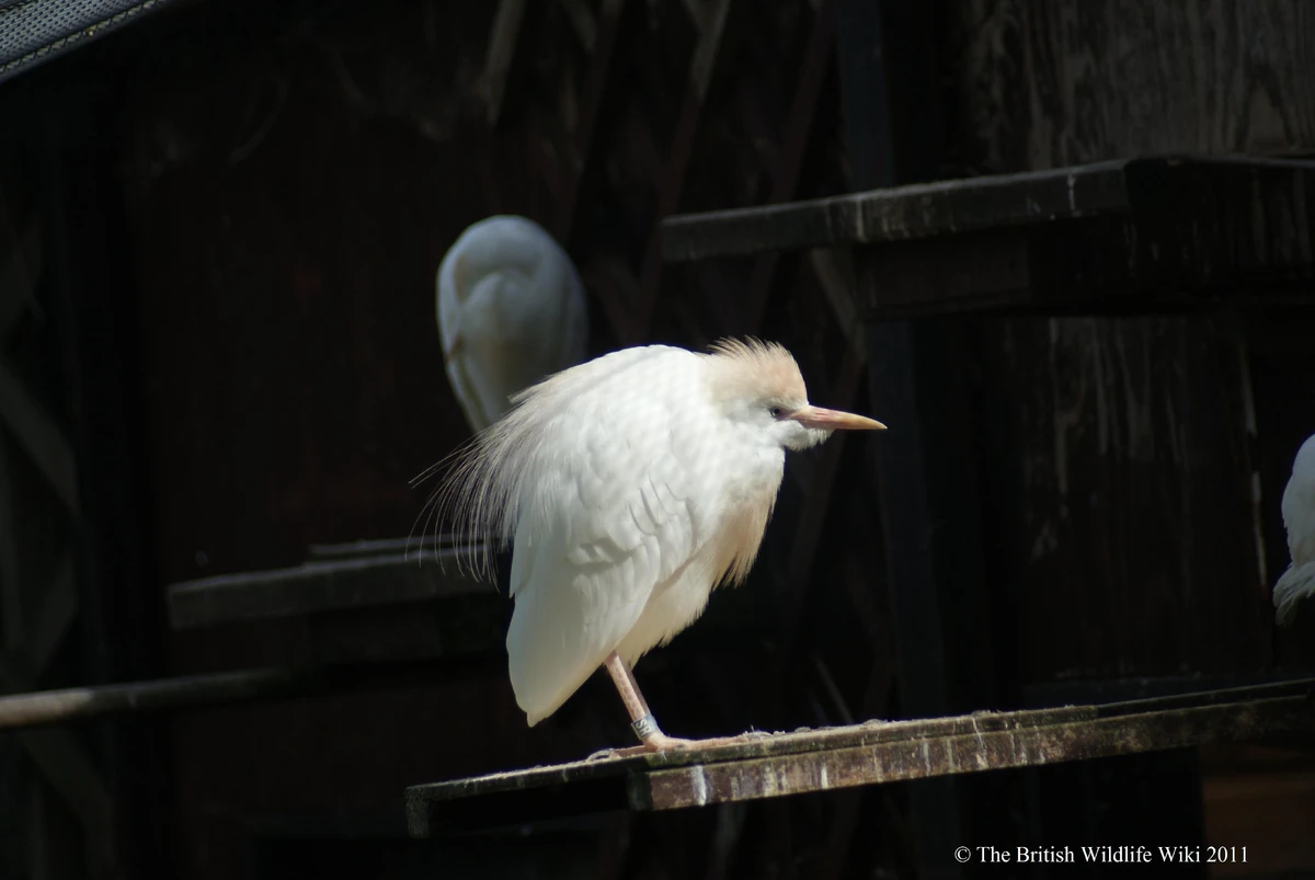 Cattle Egret | British Wildlife Wiki | Fandom