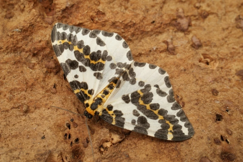 Magpie Moth | British Wildlife Wiki | Fandom