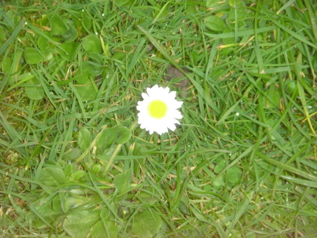 Daisy | British Wildlife Wiki | Fandom