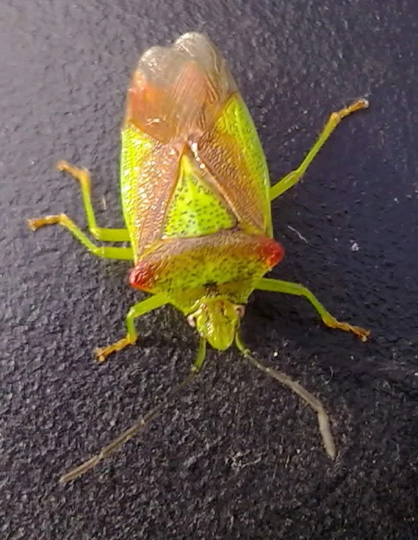 Hawthorn Shieldbug | British Wildlife Wiki | Fandom