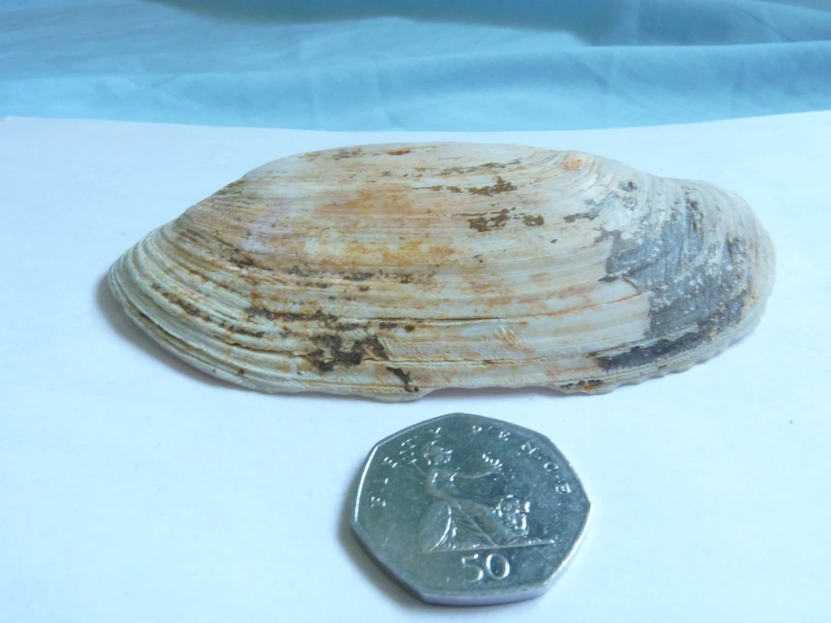 Common Otter Shell | British Wildlife Wiki | Fandom