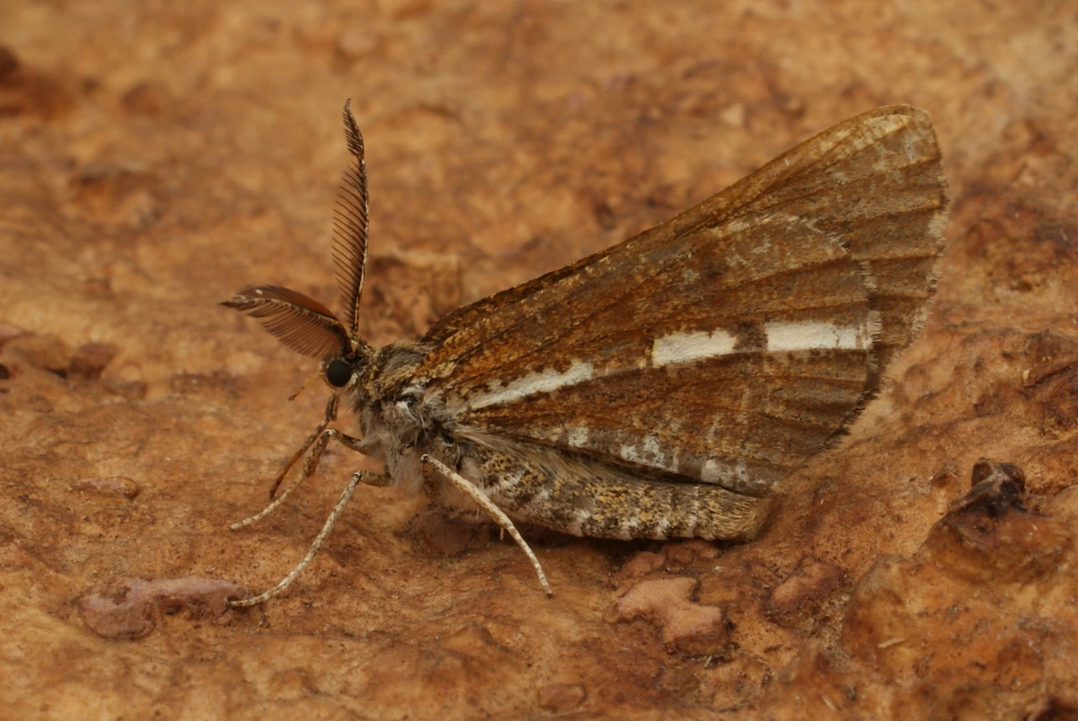 Bordered White | British Wildlife Wiki | Fandom