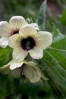 Henbane | British Wildlife Wiki | Fandom