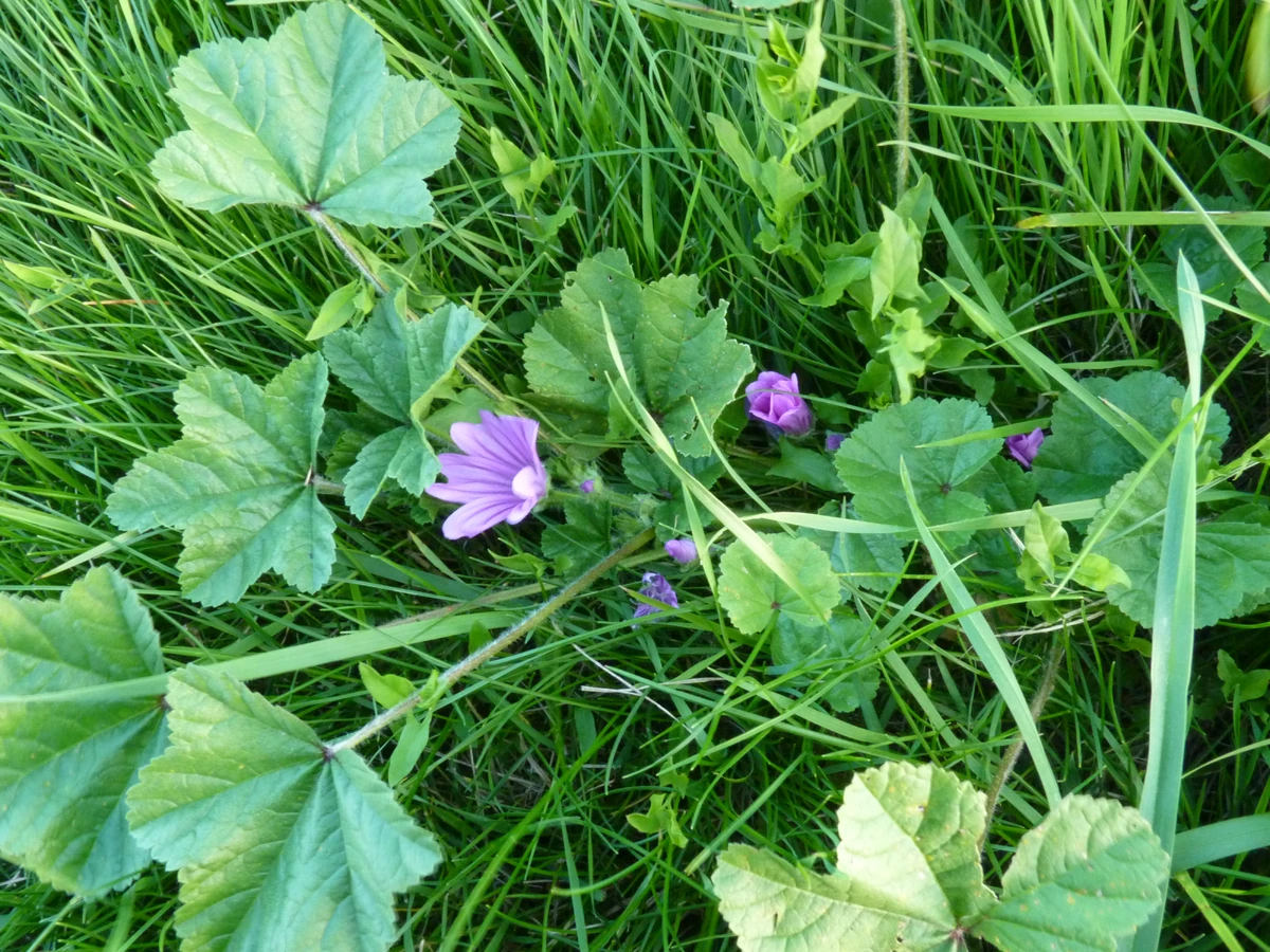 Dwarf Mallow | British Wildlife Wiki | Fandom