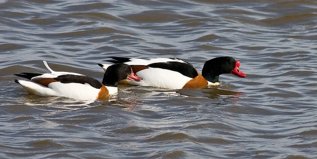 Shelduck | British Wildlife Wiki | Fandom