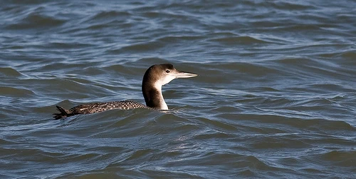 Great Northern Diver | British Wildlife Wiki | Fandom