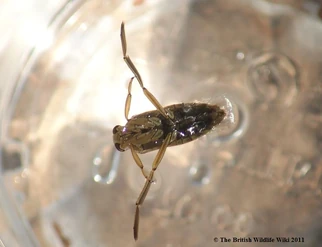 Common Backswimmer | British Wildlife Wiki | Fandom