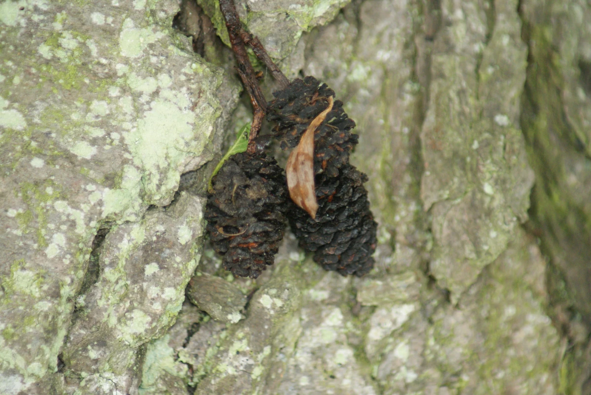 Alder | British Wildlife Wiki | Fandom