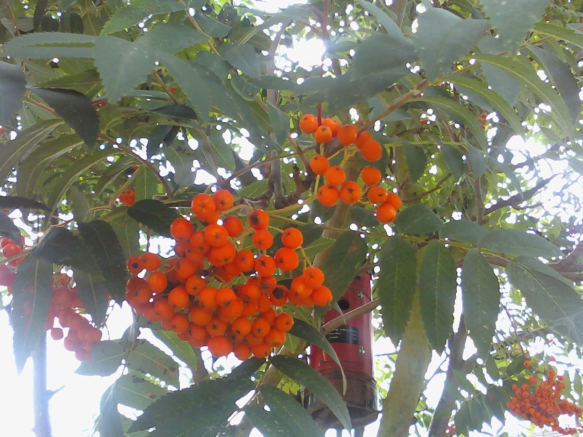 Rowan | British Wildlife Wiki | Fandom