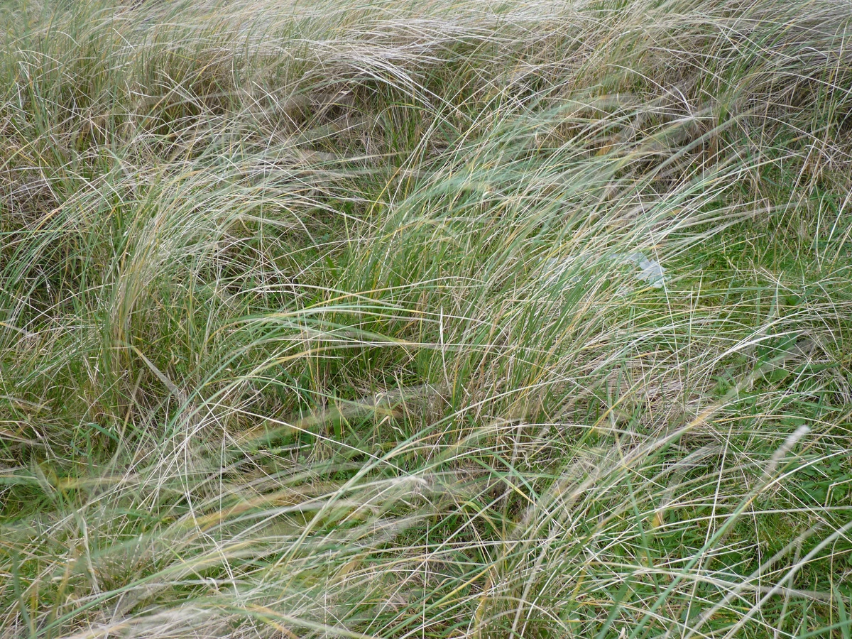Marram Grass | British Wildlife Wiki | Fandom