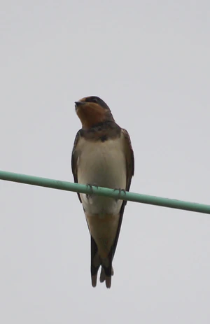 Swallow | British Wildlife Wiki | Fandom