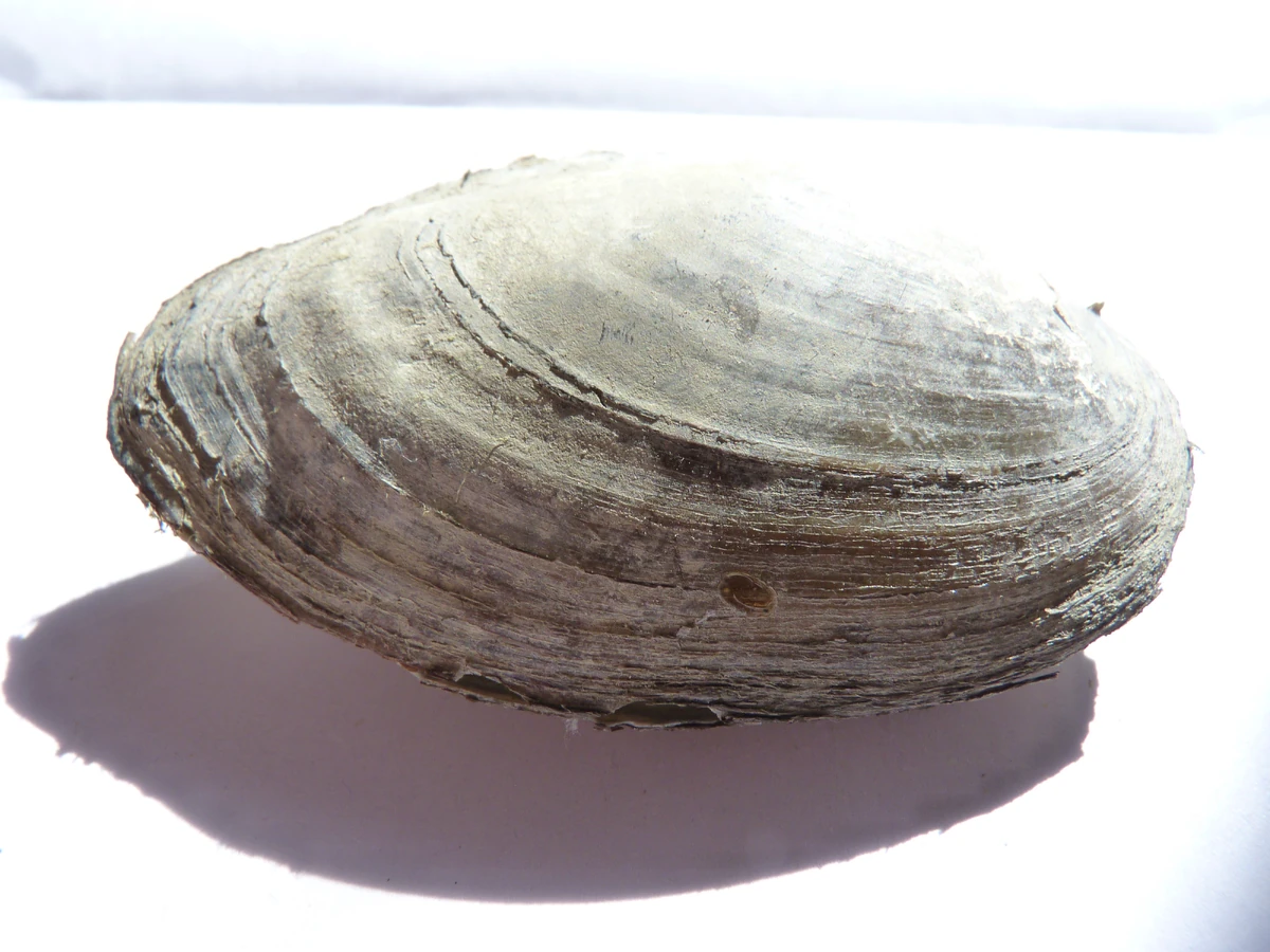 Swan Mussel | British Wildlife Wiki | Fandom