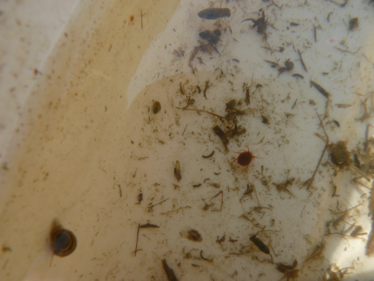 Water Mite | British Wildlife Wiki | Fandom