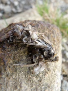 Bird Pellet Identification | British Wildlife Wiki | Fandom