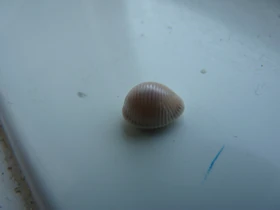 European Cowrie | British Wildlife Wiki | Fandom