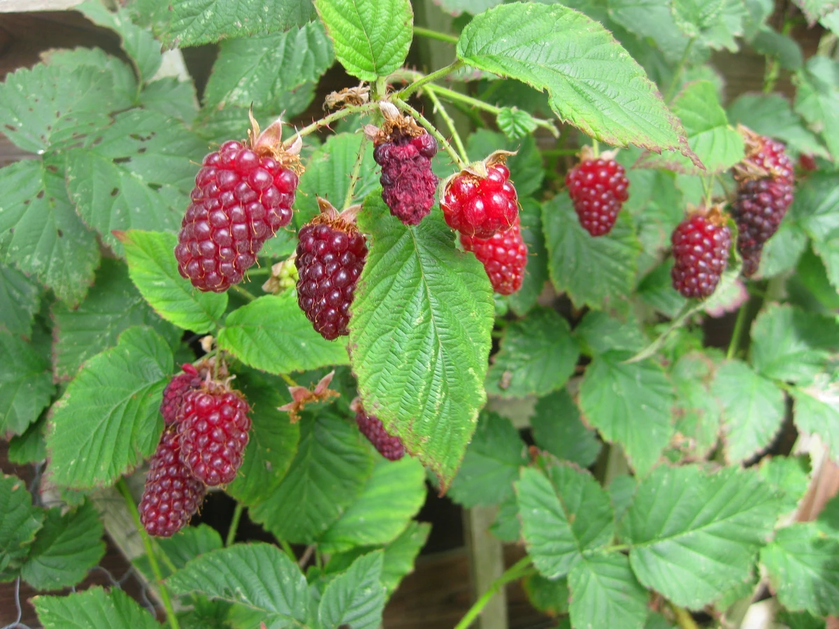 Raspberry | British Wildlife Wiki | Fandom