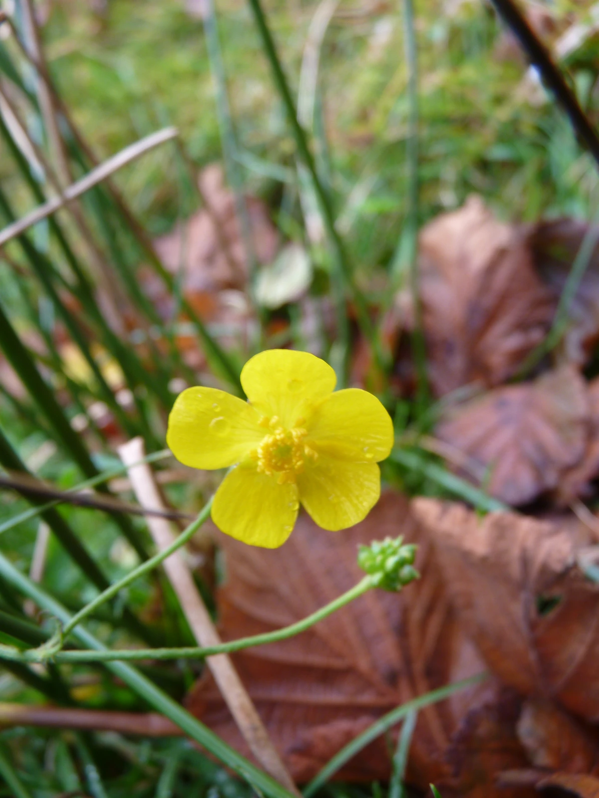 Lesser Spearwort | British Wildlife Wiki | Fandom