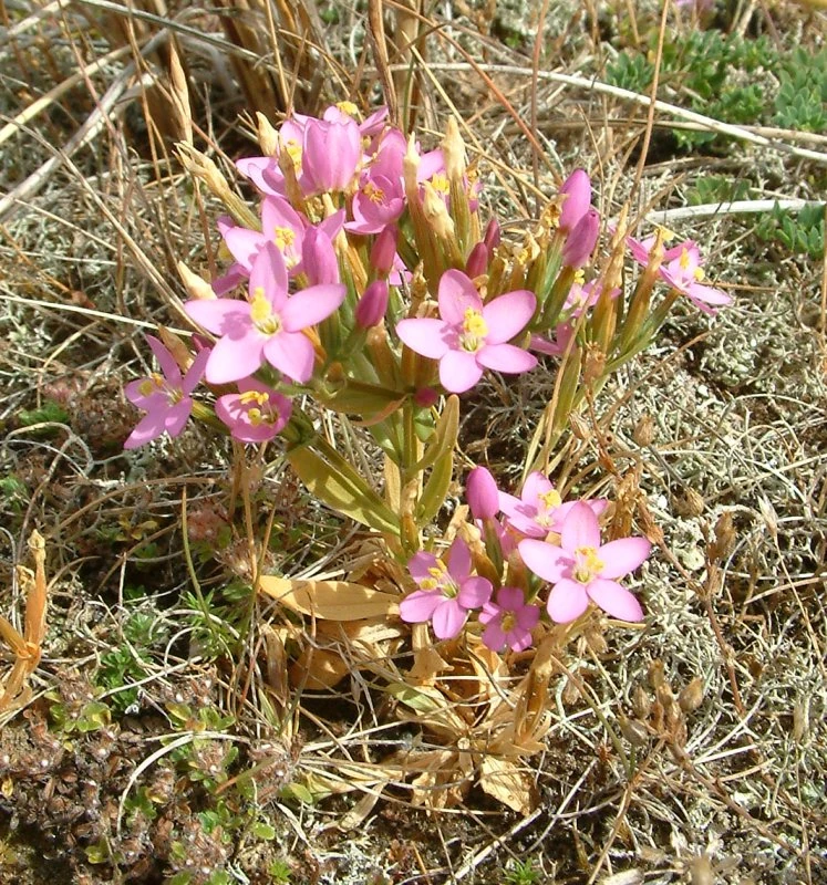 European Centaury | British Wildlife Wiki | Fandom