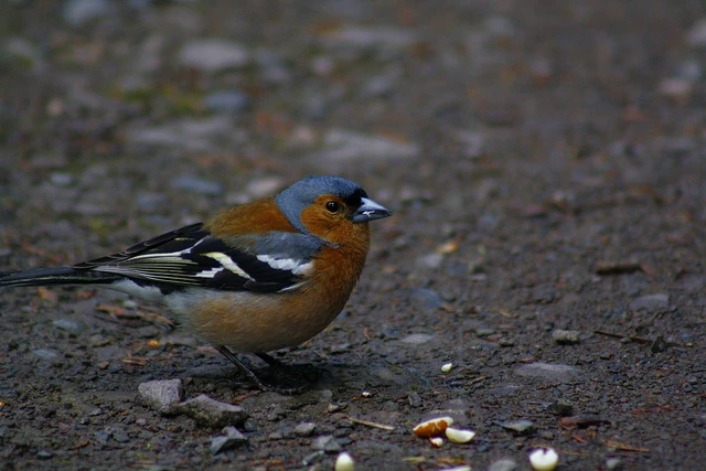 Chaffinch | British Wildlife Wiki | Fandom