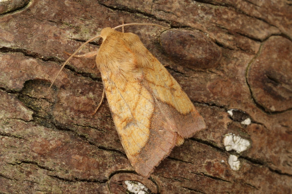 Bordered Sallow | British Wildlife Wiki | Fandom