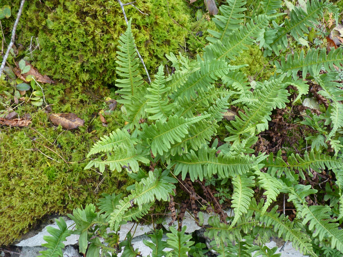 Common Polypody | British Wildlife Wiki | Fandom