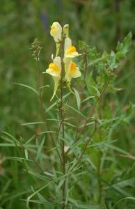 Common Toadflax | British Wildlife Wiki | Fandom