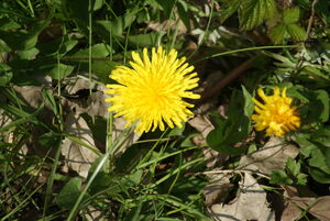 Common Dandelion | British Wildlife Wiki | Fandom