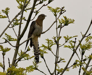 Common Cuckoo | British Wildlife Wiki | Fandom