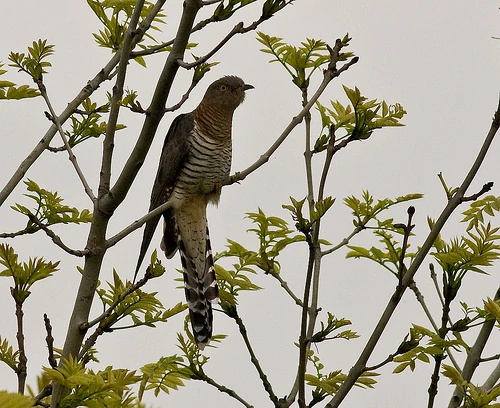 Common Cuckoo | British Wildlife Wiki | Fandom