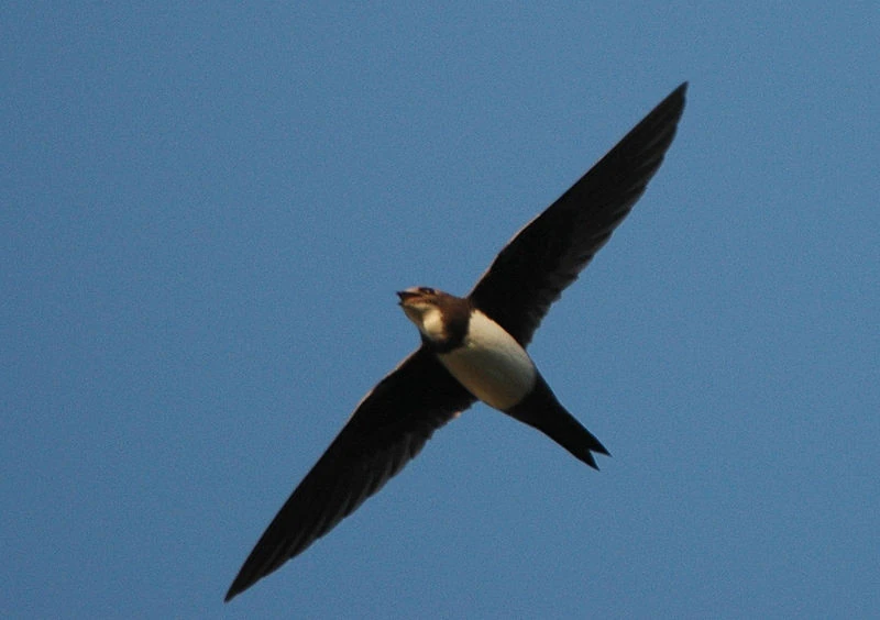 Alpine Swift | British Wildlife Wiki | Fandom