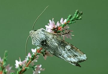 Golden-rod Brindle | British Wildlife Wiki | Fandom