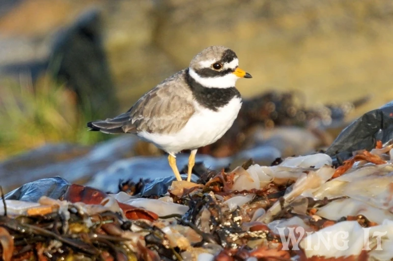 Ringed Plover | British Wildlife Wiki | Fandom