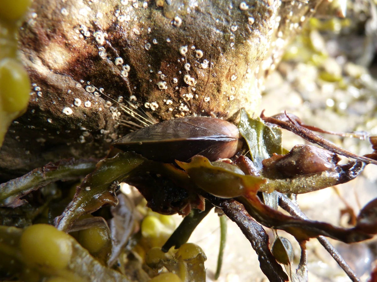Common Mussel | British Wildlife Wiki | Fandom