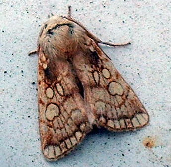 Heart Moth | British Wildlife Wiki | Fandom