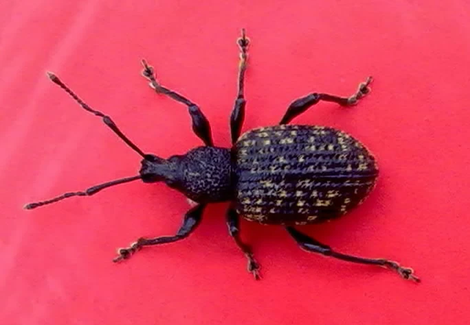 Pine Weevil | British Wildlife Wiki | Fandom