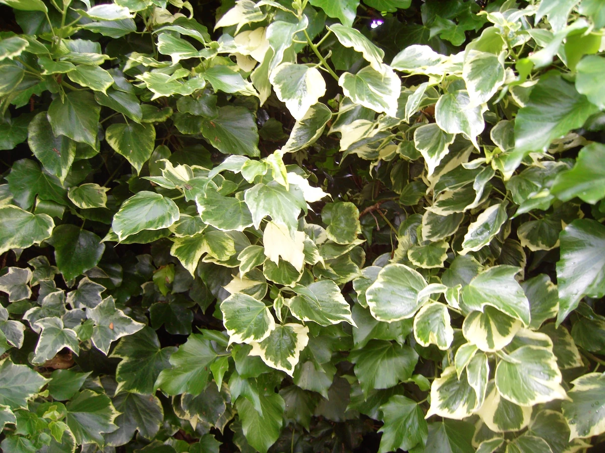 Common Ivy | British Wildlife Wiki | Fandom