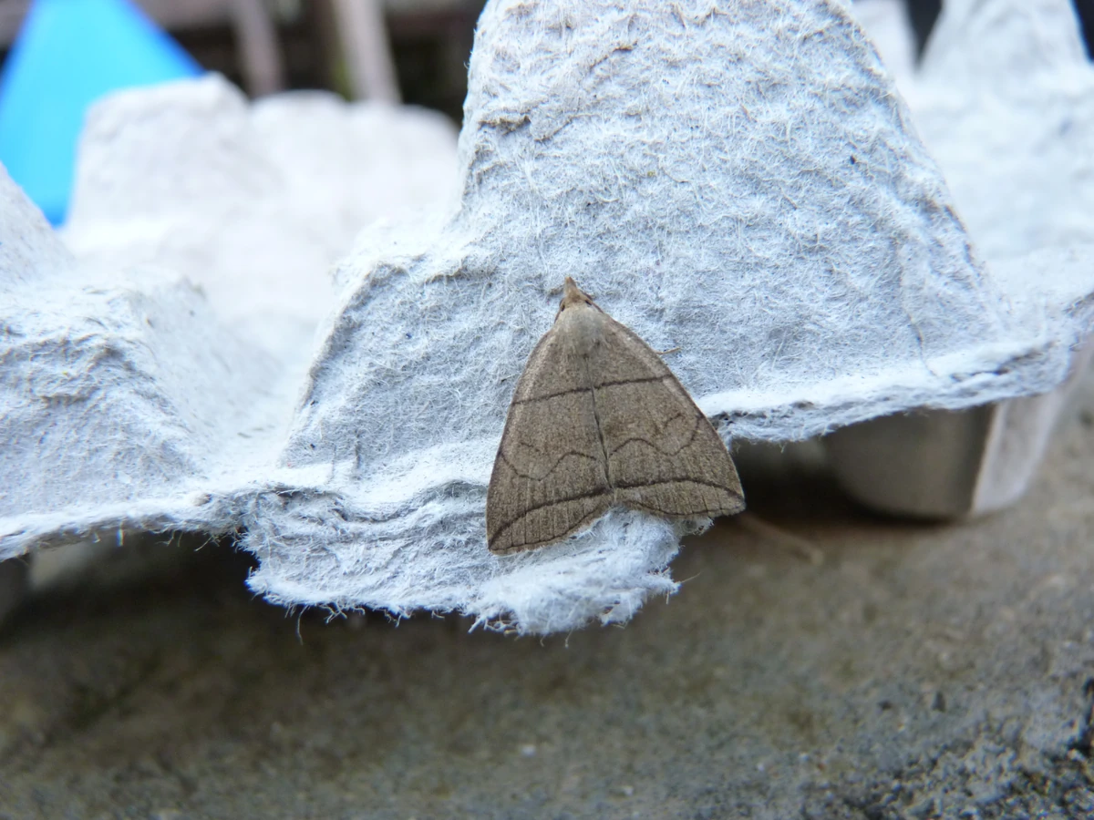 Small Fan-foot | British Wildlife Wiki | Fandom