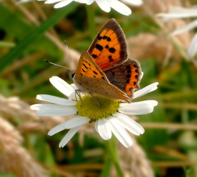 Small Copper | British Wildlife Wiki | Fandom