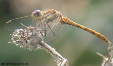 Common Hawker | British Wildlife Wiki | Fandom