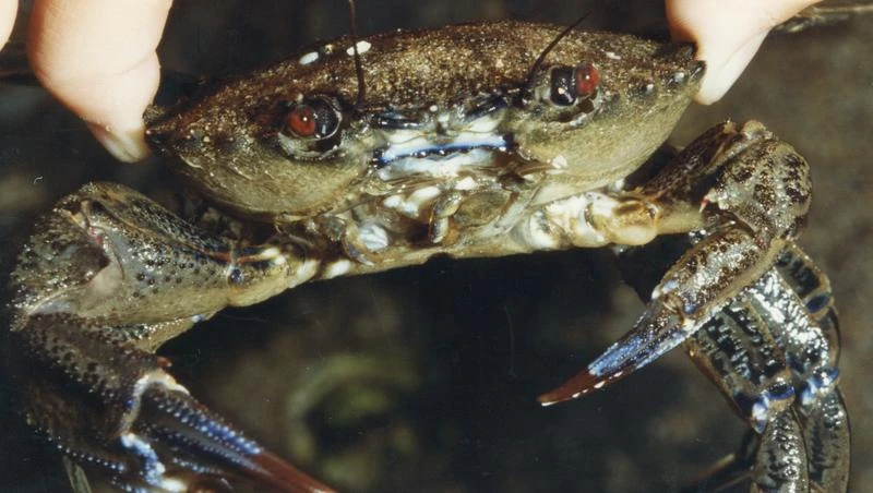 Velvet Swimming Crab | British Wildlife Wiki | Fandom