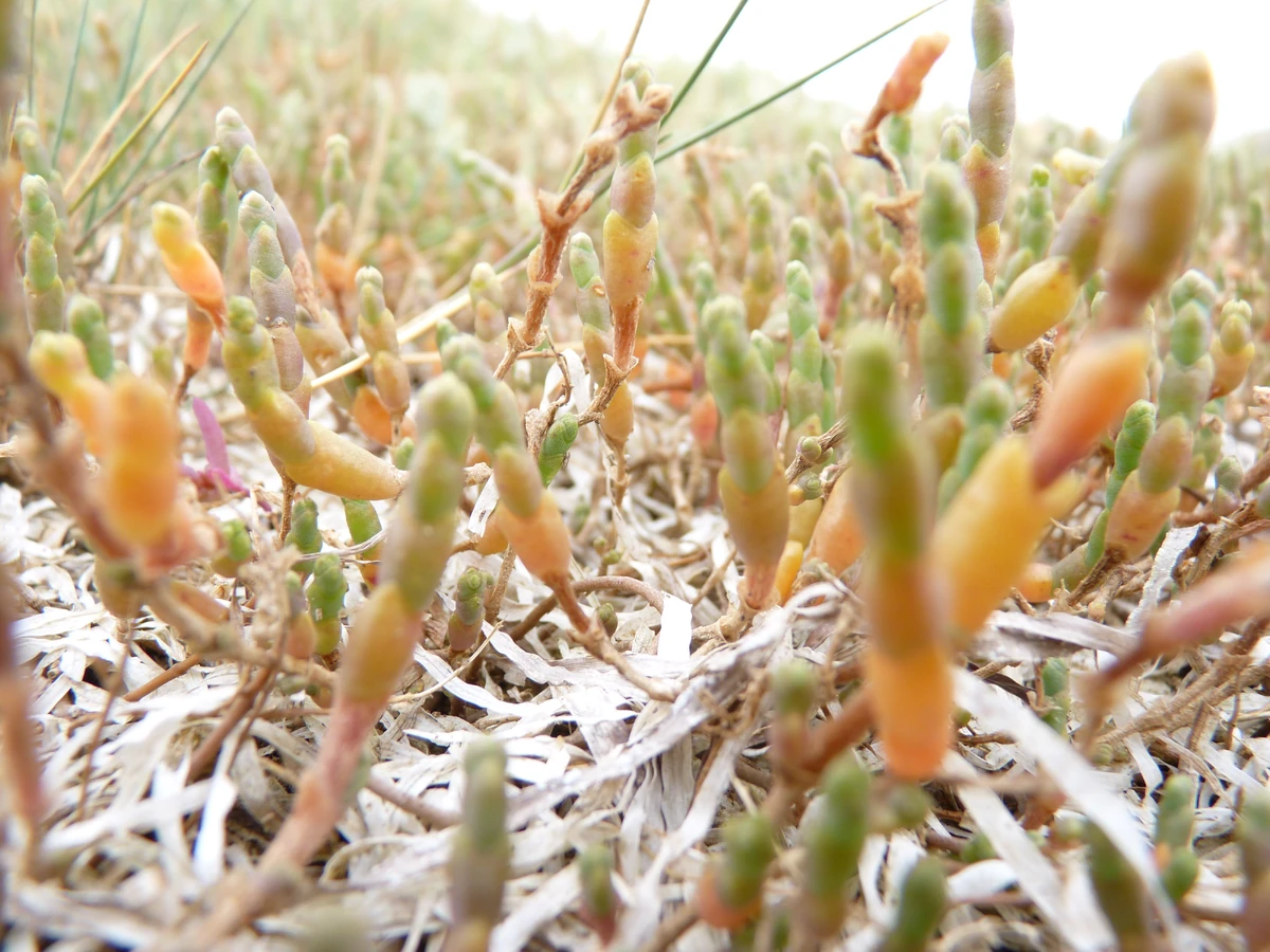 Common Glasswort | British Wildlife Wiki | Fandom