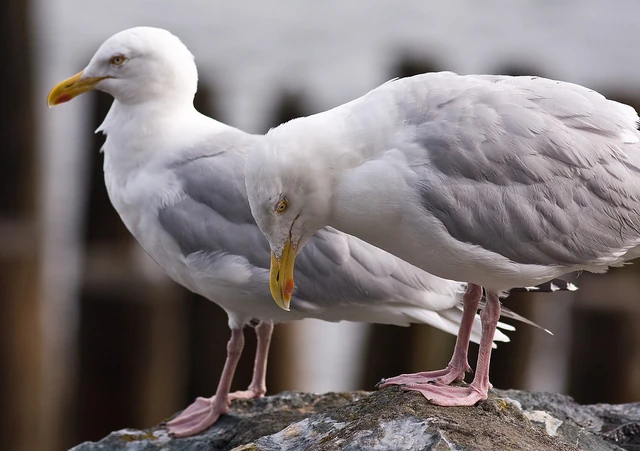 Herring Gull | British Wildlife Wiki | Fandom