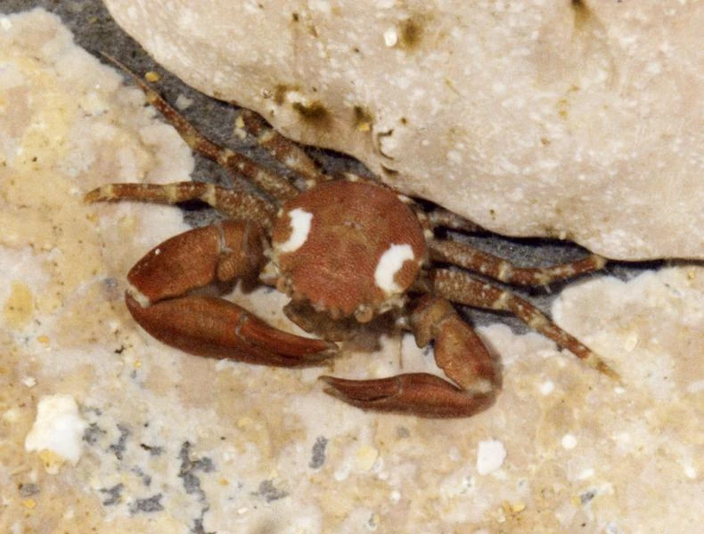 Long-clawed Porcelain Crab | British Wildlife Wiki | Fandom