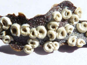 Spirorbis borealis | British Wildlife Wiki | Fandom