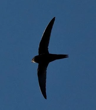 Swift | British Wildlife Wiki | Fandom