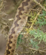 Adder | British Wildlife Wiki | Fandom